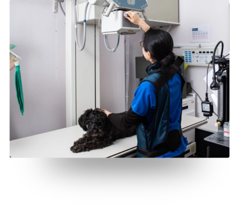 Vet Testing & Diagnosis | Chatswood Veterinary Clinic
